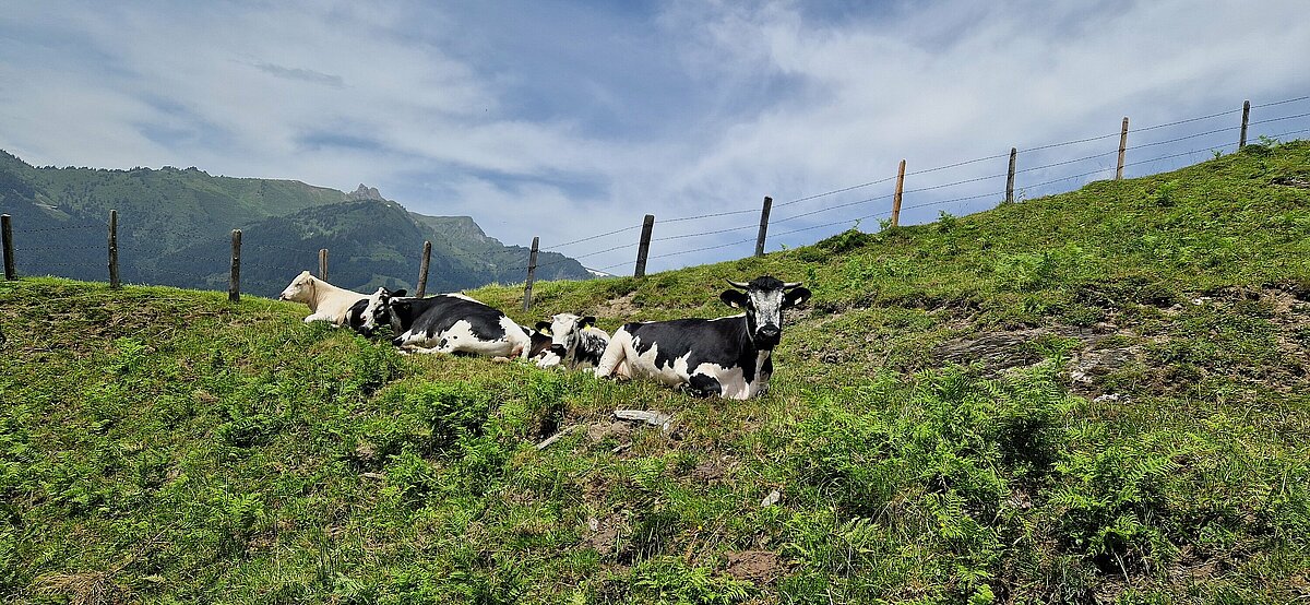 Wandern im Tal der Almen